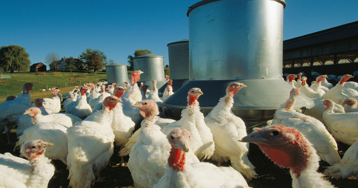 USDA approves first aMPV live vaccine import for U.S. poultry