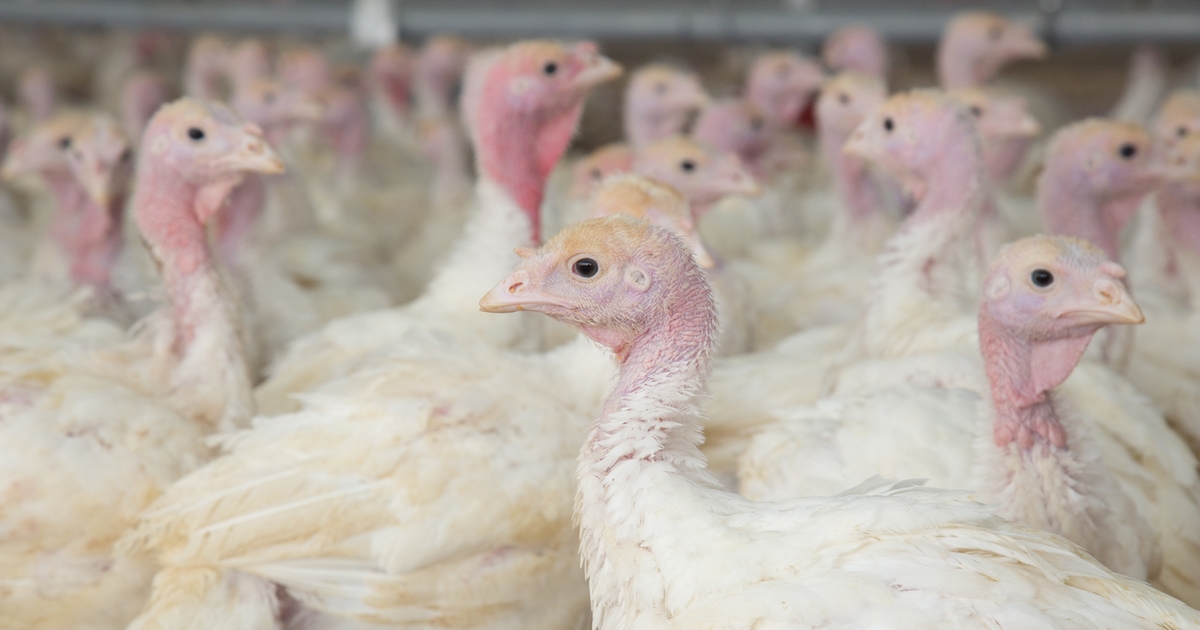 Tunnel-ventilated turkey houses put into operation | Feedstuffs