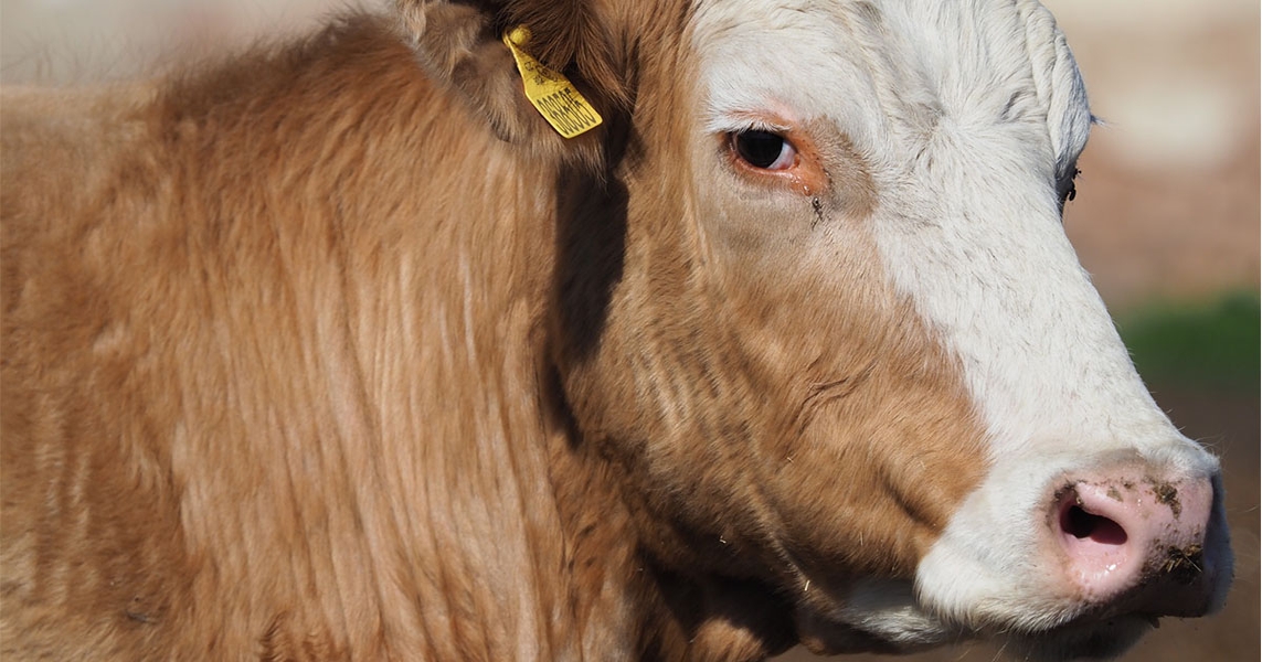 Cattle Hoof Problems in the Beef Feedlot Can Cost You Plenty