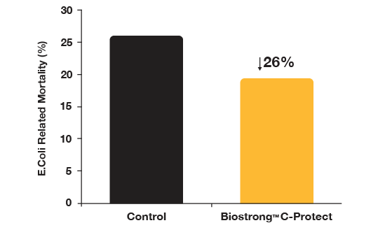 Cargill launches feed additive to help mitigate effects of avian E. coli