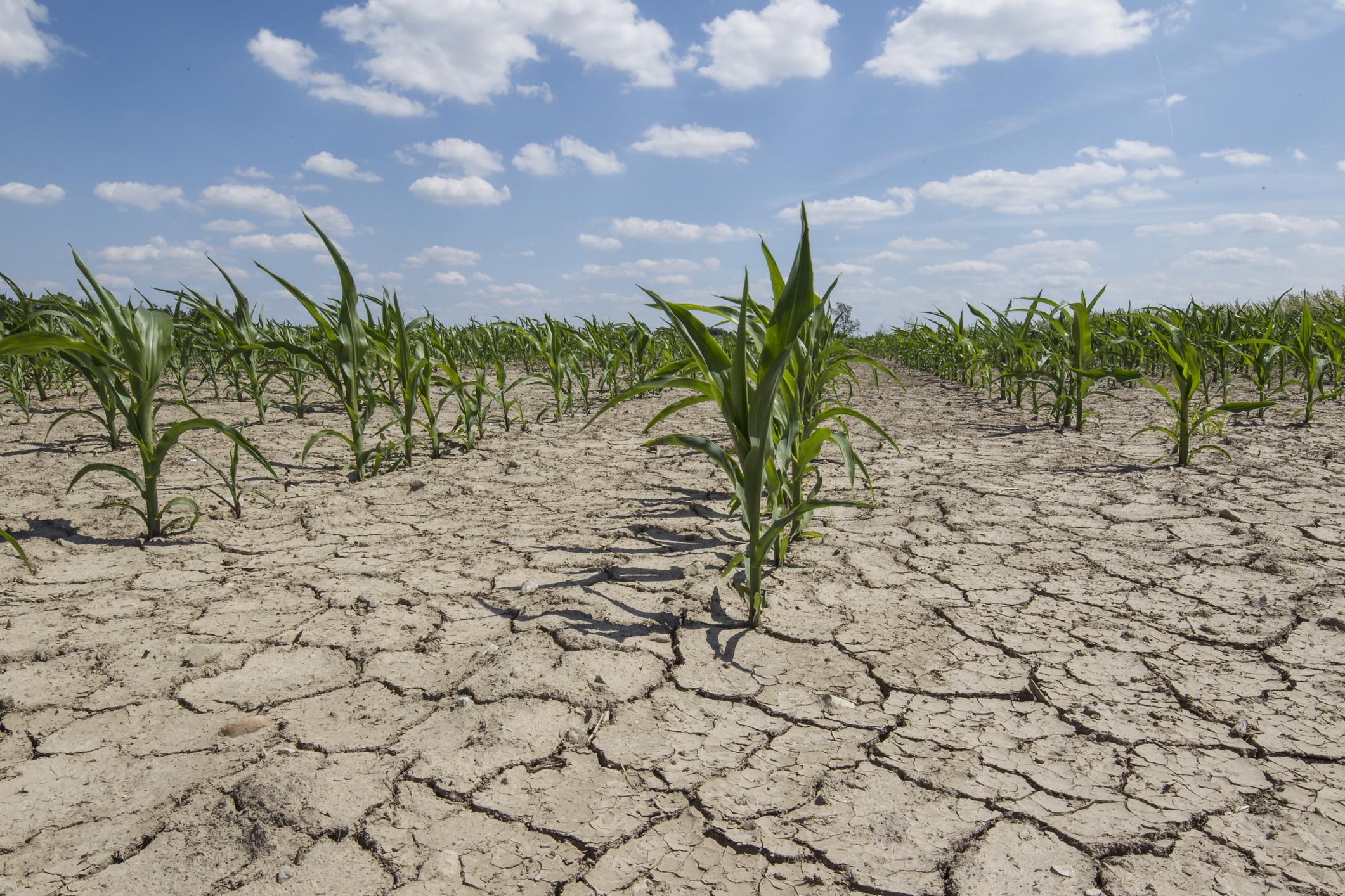 Drought tightens grip on U.S. as El Nino chance increases