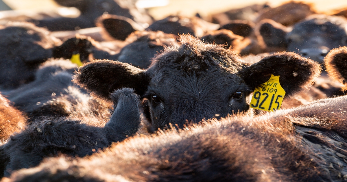 Consider best practices for implant management in beef cattle