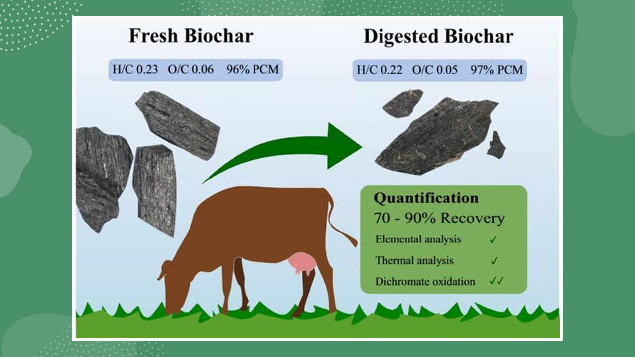 Feeding cattle biochar may boost soil carbon and cut emissions
