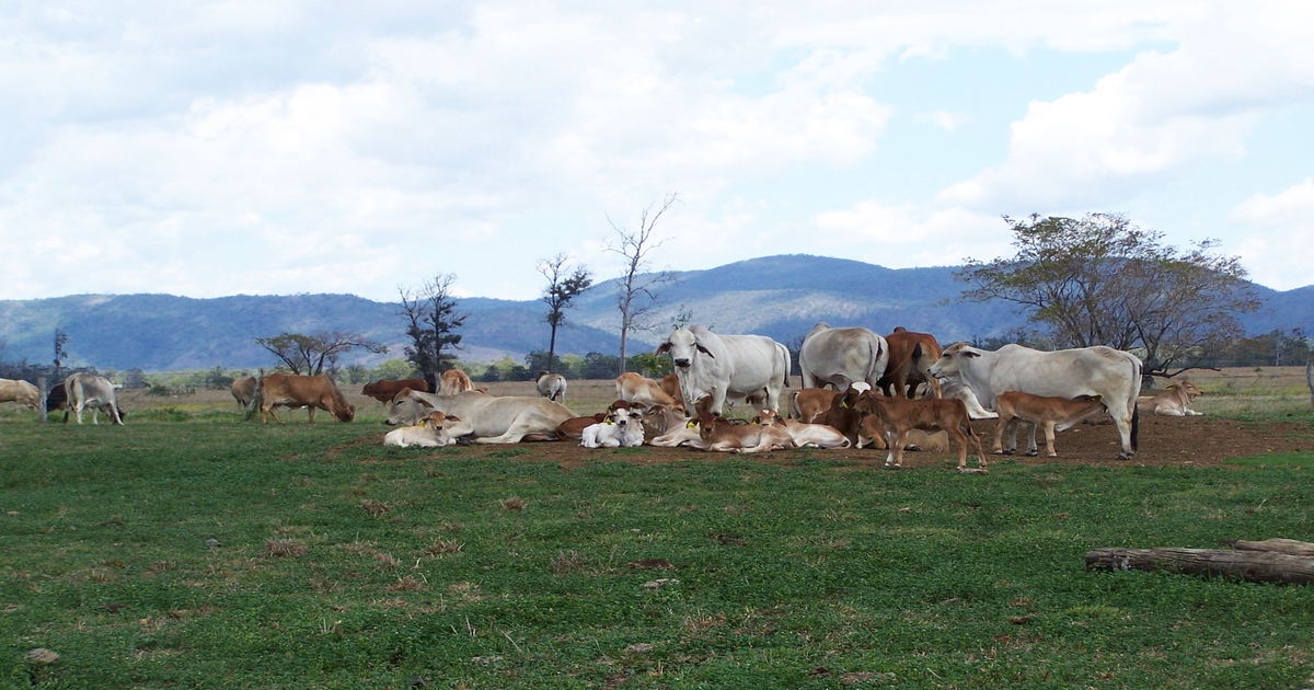 GPS tracking help manage range livestock, ensure animal welfare