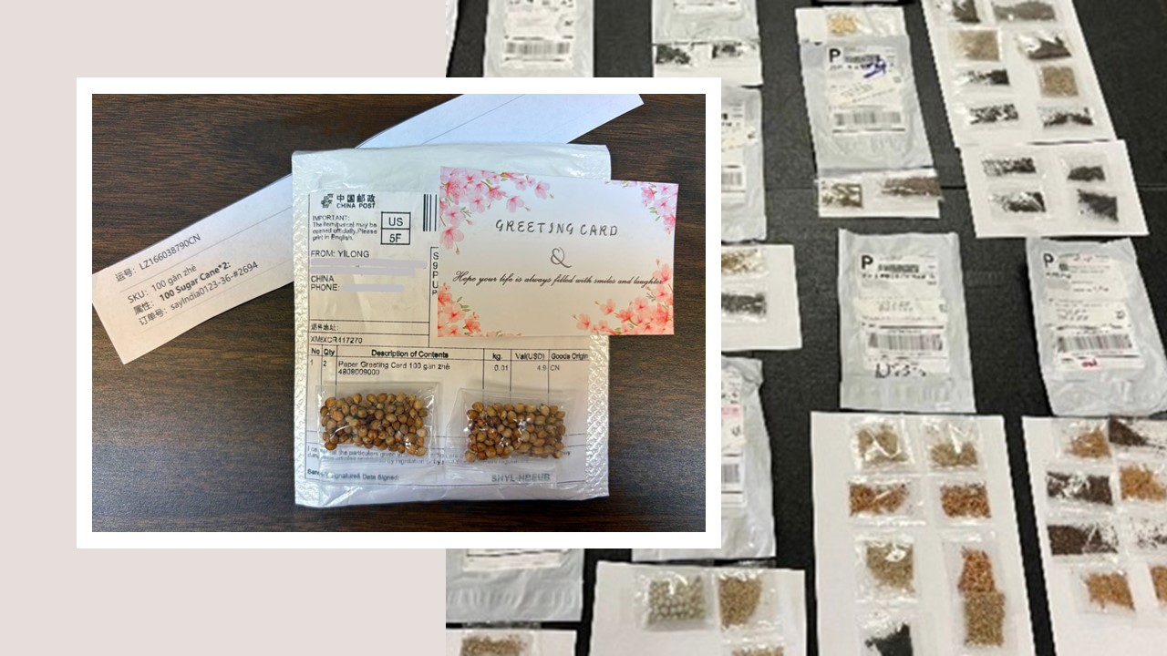 Mystery seed packages from China causing concerns