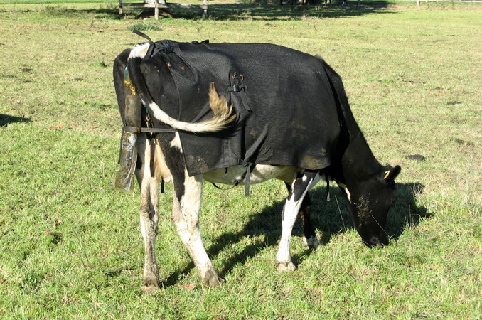 New urine sensors to track nitrogen excretion