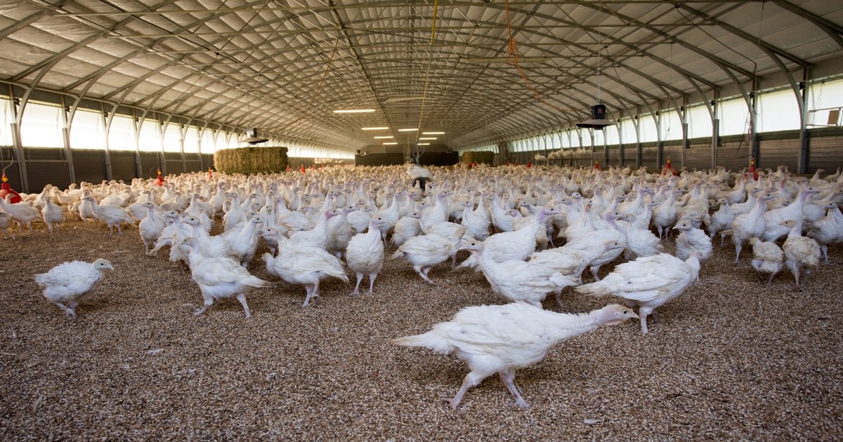 Deadly turkey disease researched with new $3.2m FDA grant