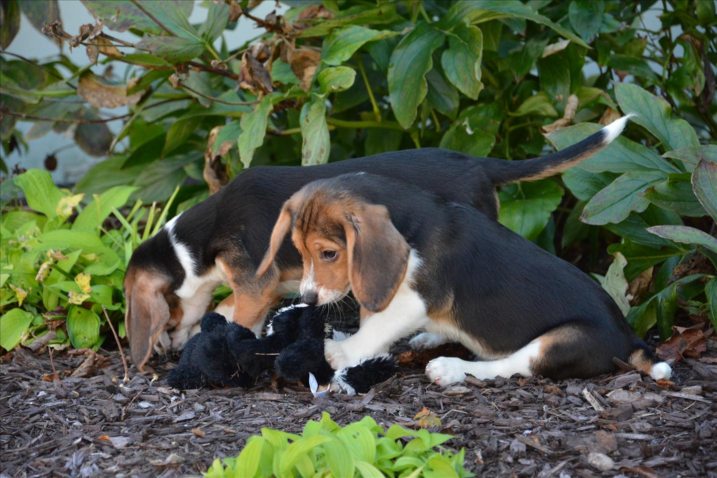 First IVF puppies born at Cornell