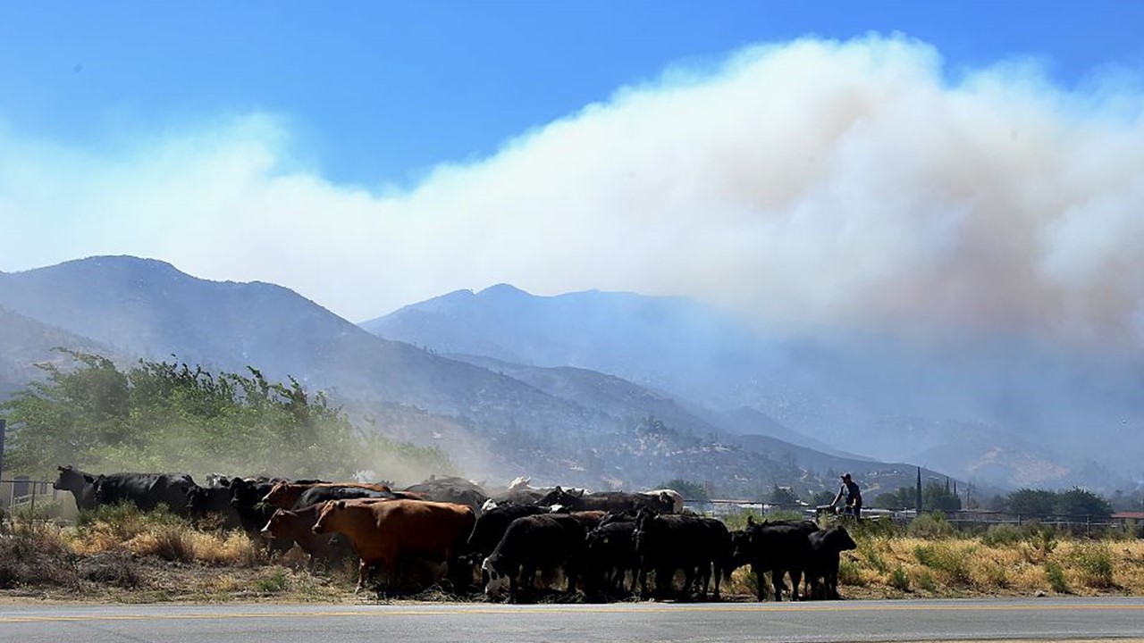 Wildfire smoke poses serious health risks to livestock