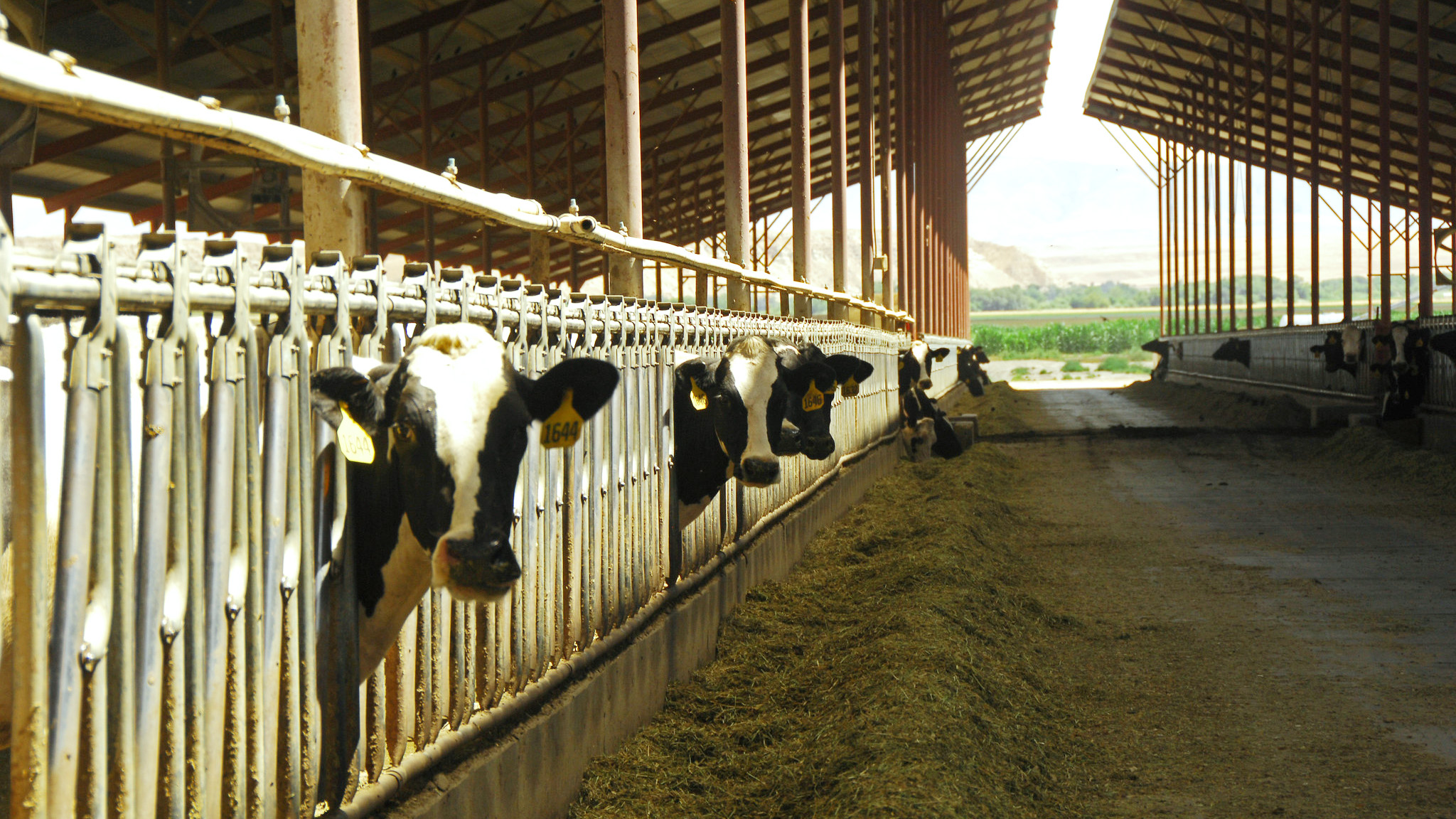 HPAI case in Wisconsin dairy herd is a new spillover event