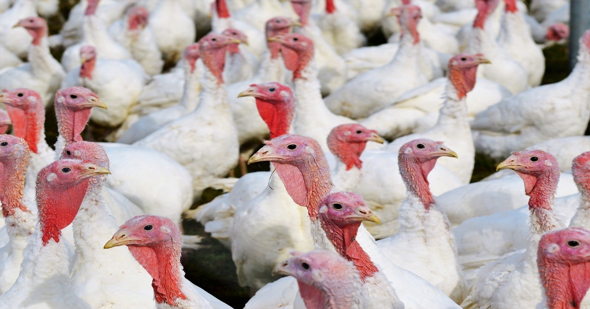 USDA lowers 2024 and 2025 turkey production forecast