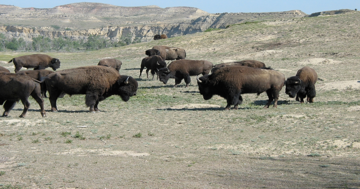 Historic gift establishes bison operation at college