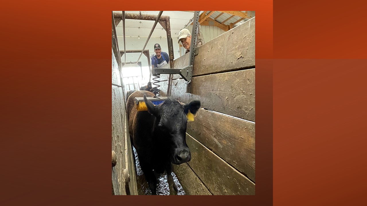 New cattle stress relief device could boost reproduction rates
