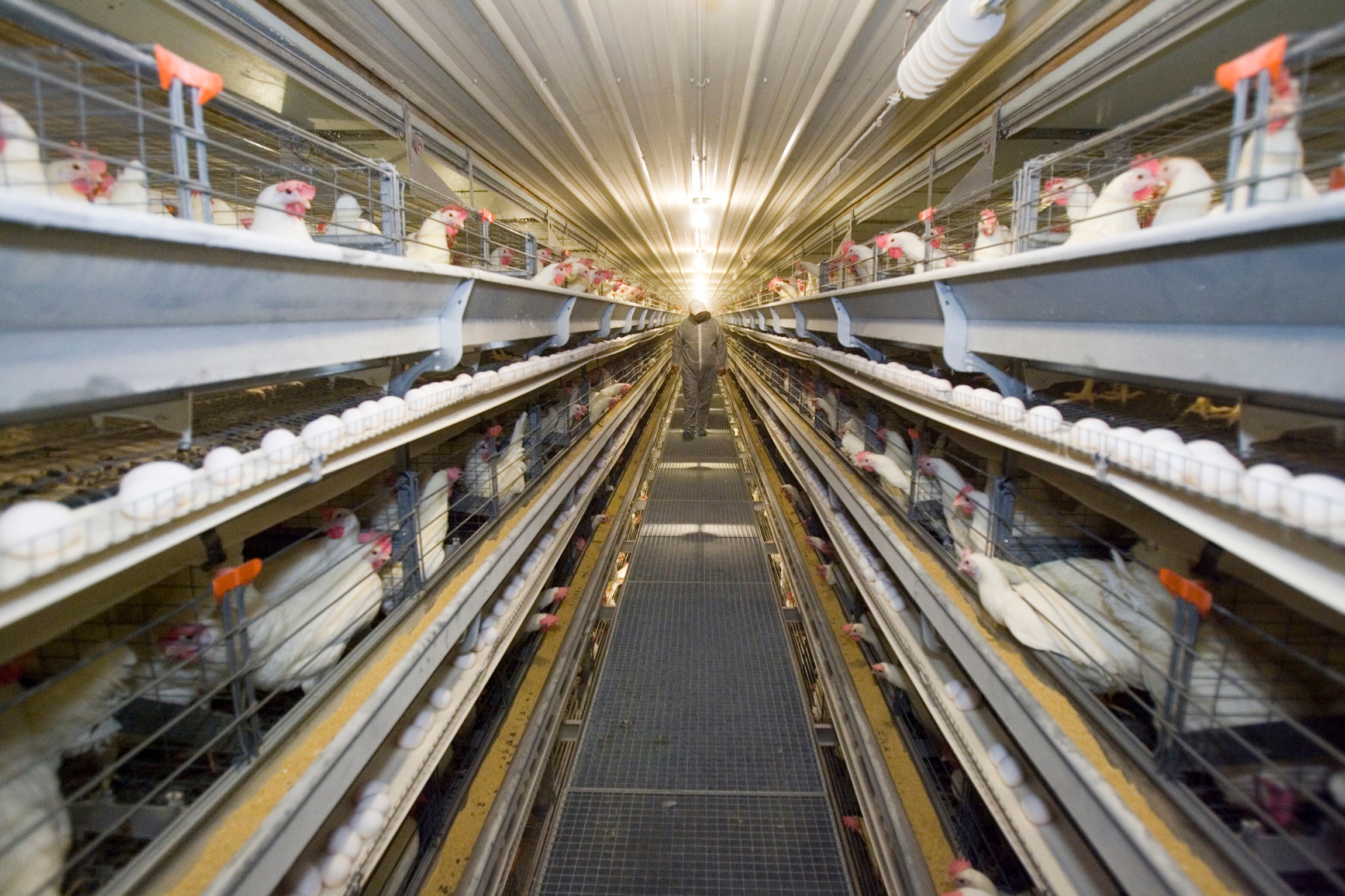 FDA approves Merck dewormer for backyard chickens