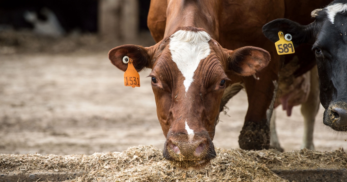 New culprit in mad cow disease uncovered?