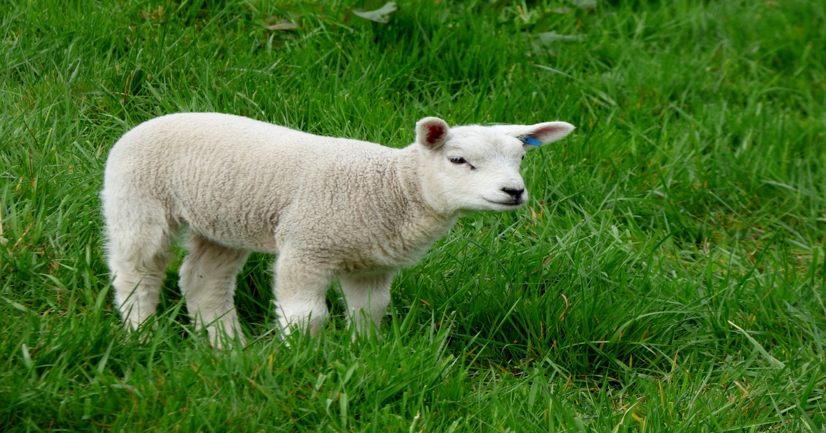 Study examines contribution of American lamb checkoff program