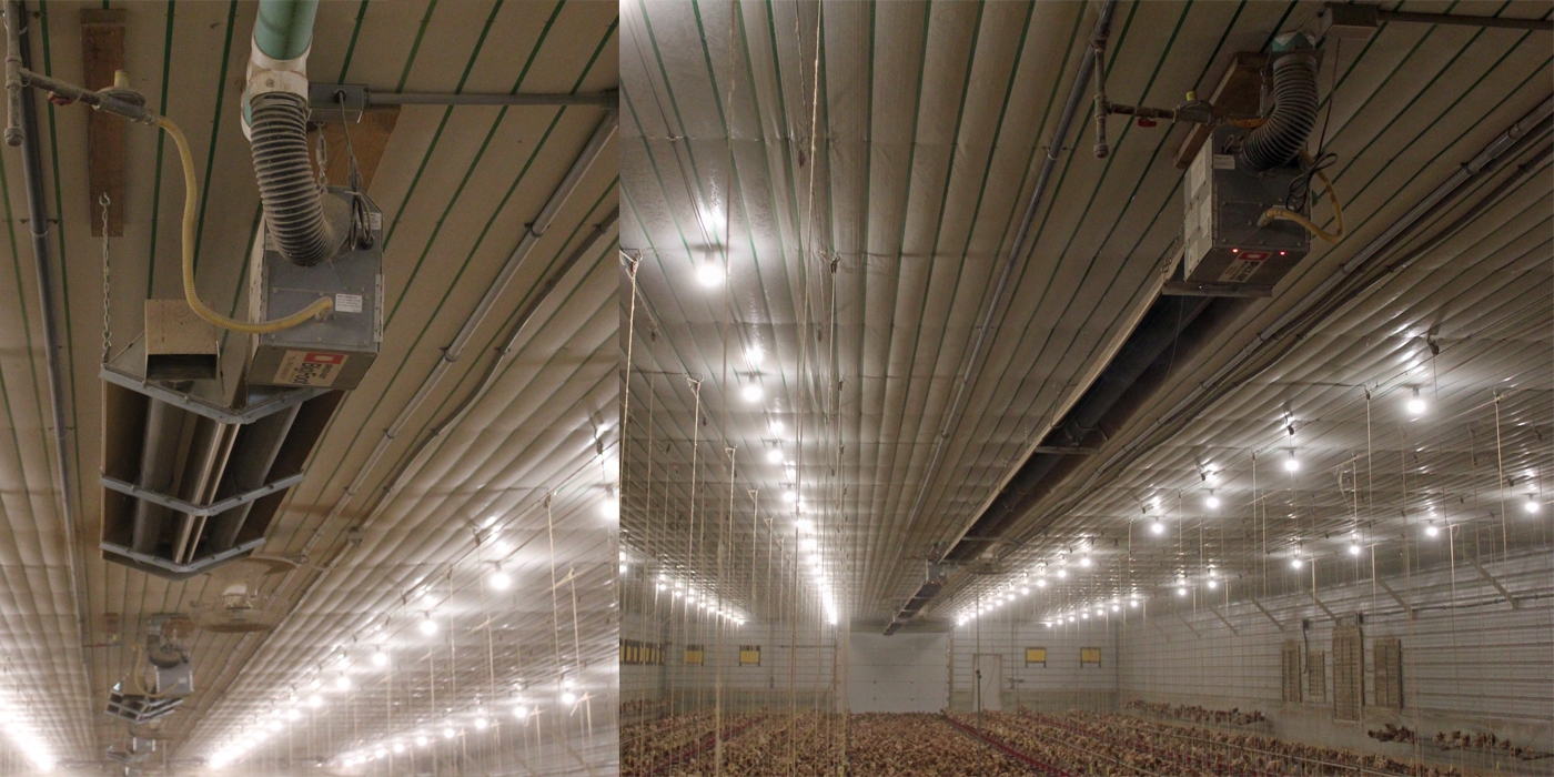 Innovative pullet house helps producer fill niche