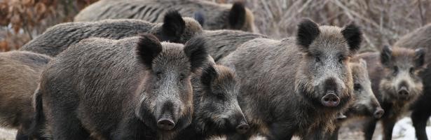 N&H TOPLINE: EFSA updates latest ASF developments in Europe