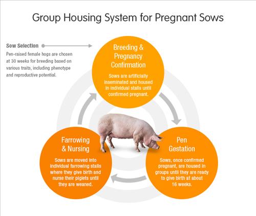 Smithfield making 'significant progress' on group sow housing conversions