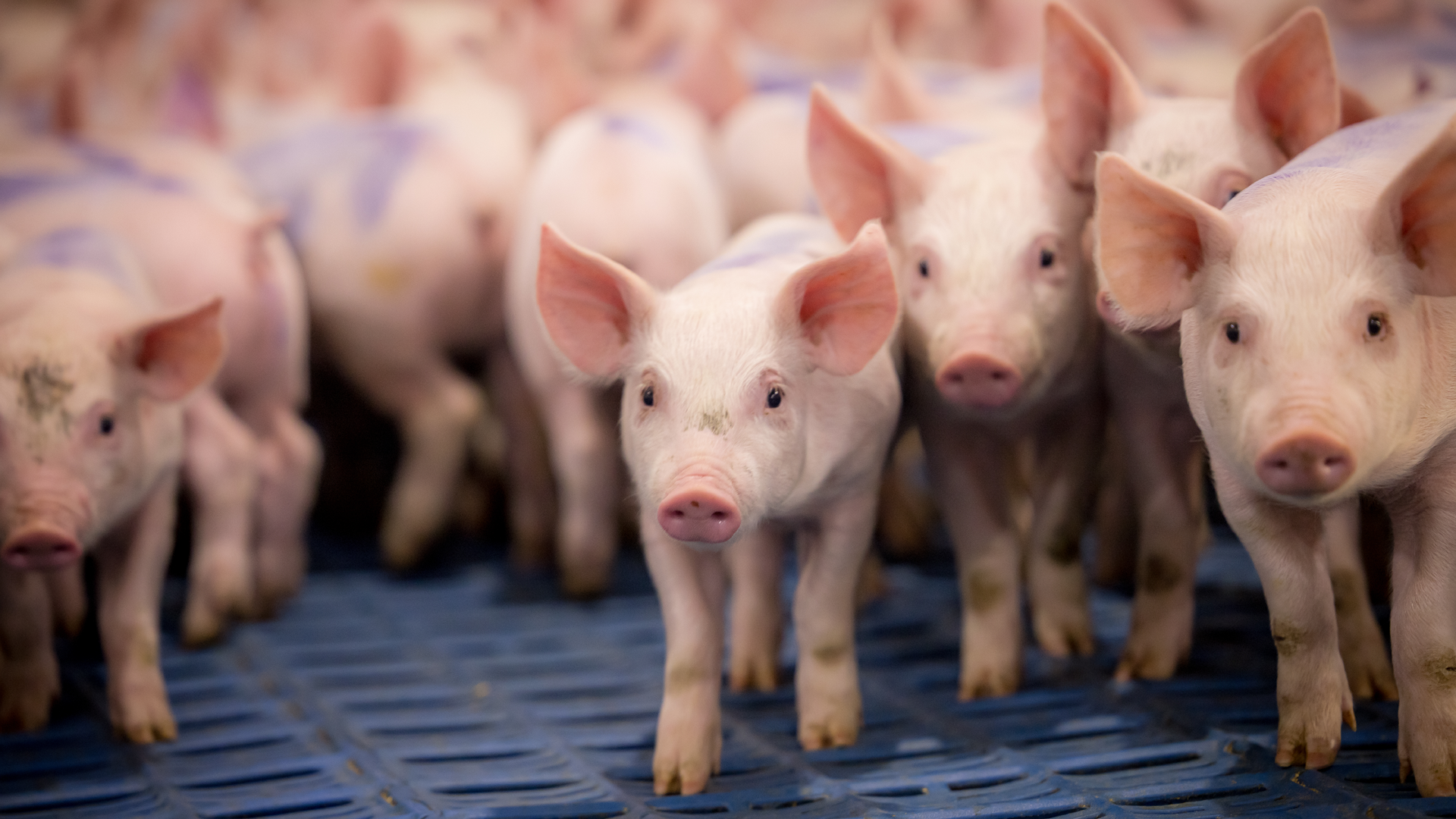 Swine Health and Nutrition