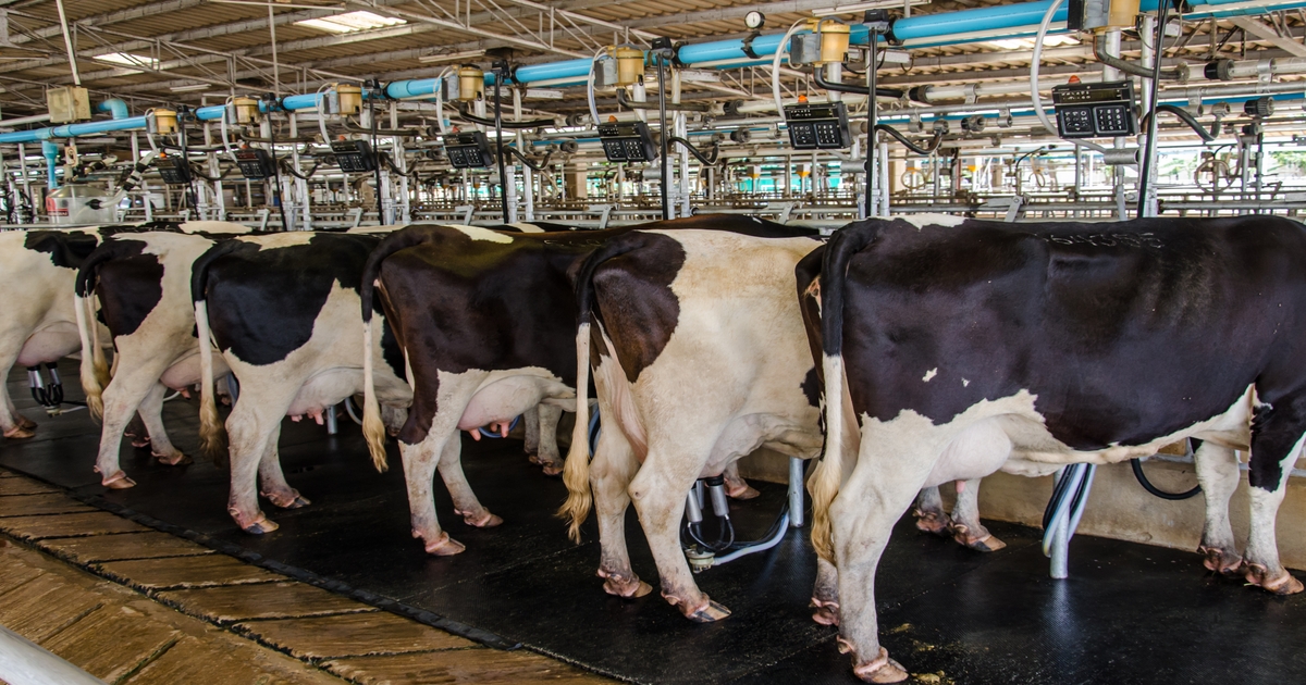 Dry cow management aids udder health, boost milk yield