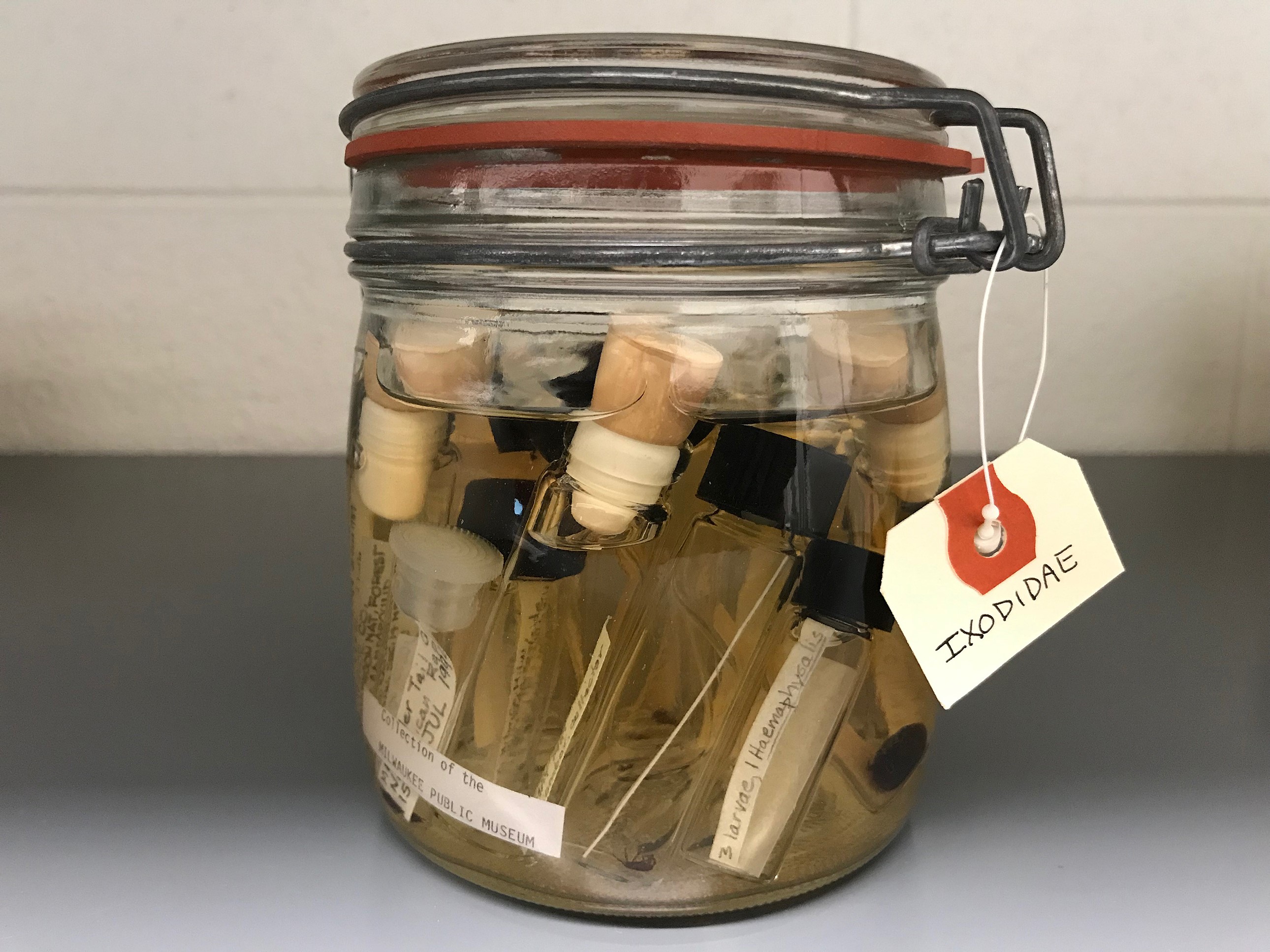 Digitization project to advance parasite research