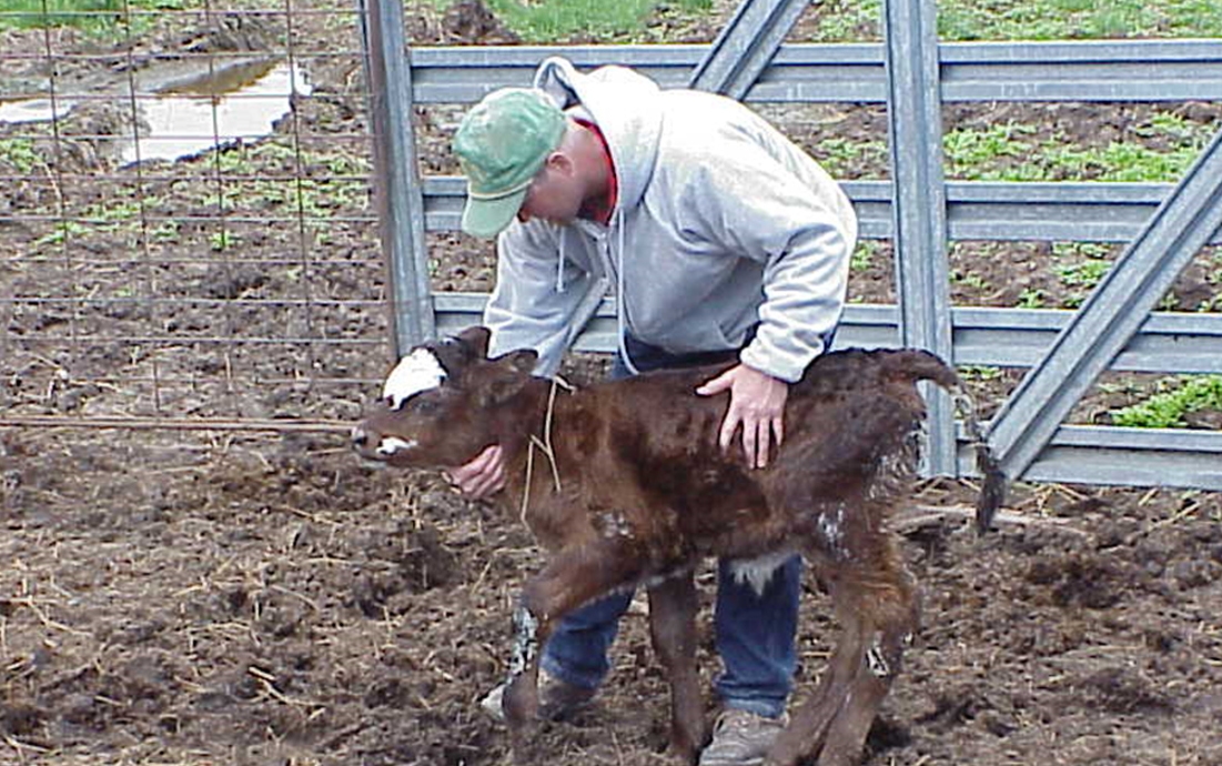 Prepare early for potential calf scours