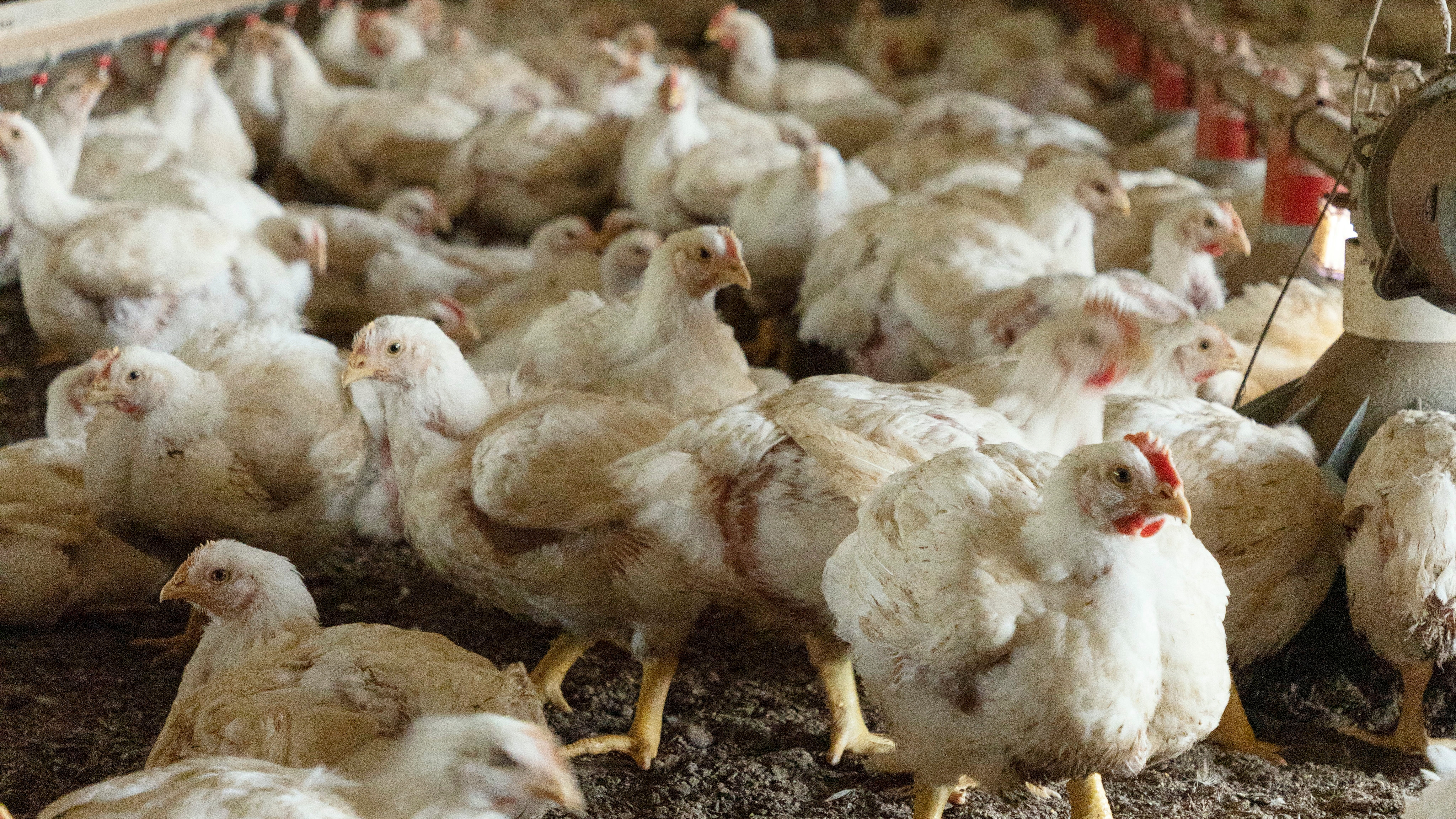 Tyson and Cargill settlements with IPPs preliminarily approved