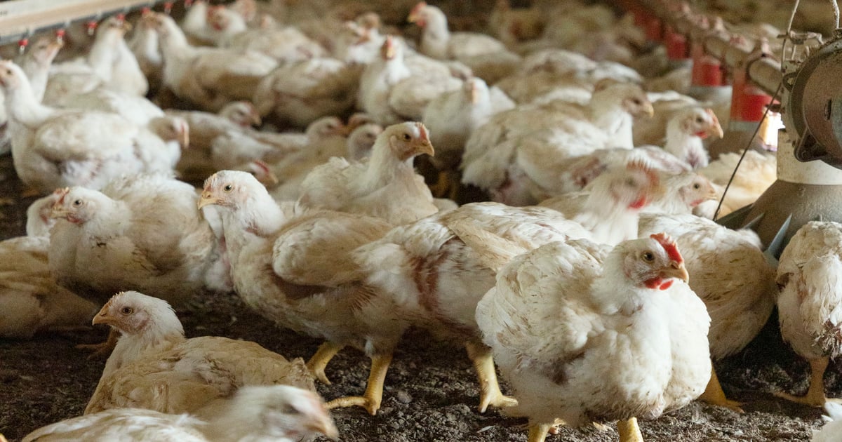 Bird flu and aMPV in turkeys plague poultry industry in 2025