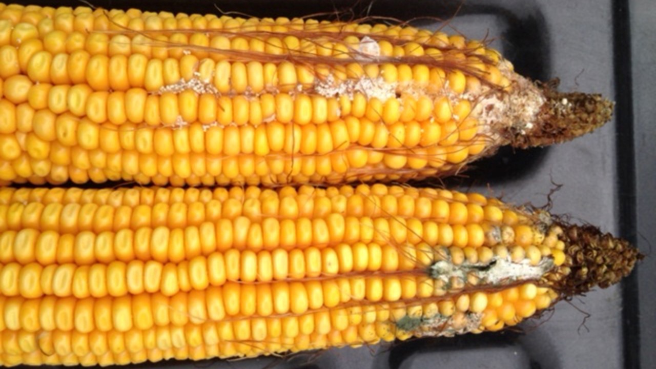 Global mycotoxin survey shows ongoing regional risks