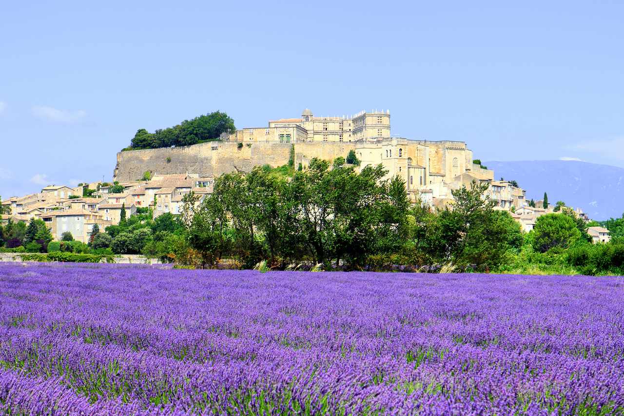 Lavendelblute In Der Provence