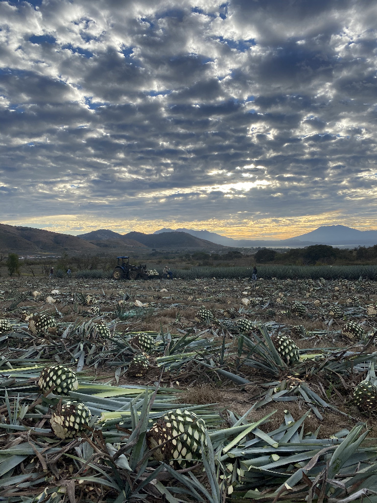 Agave spirits continue to grow in popularity