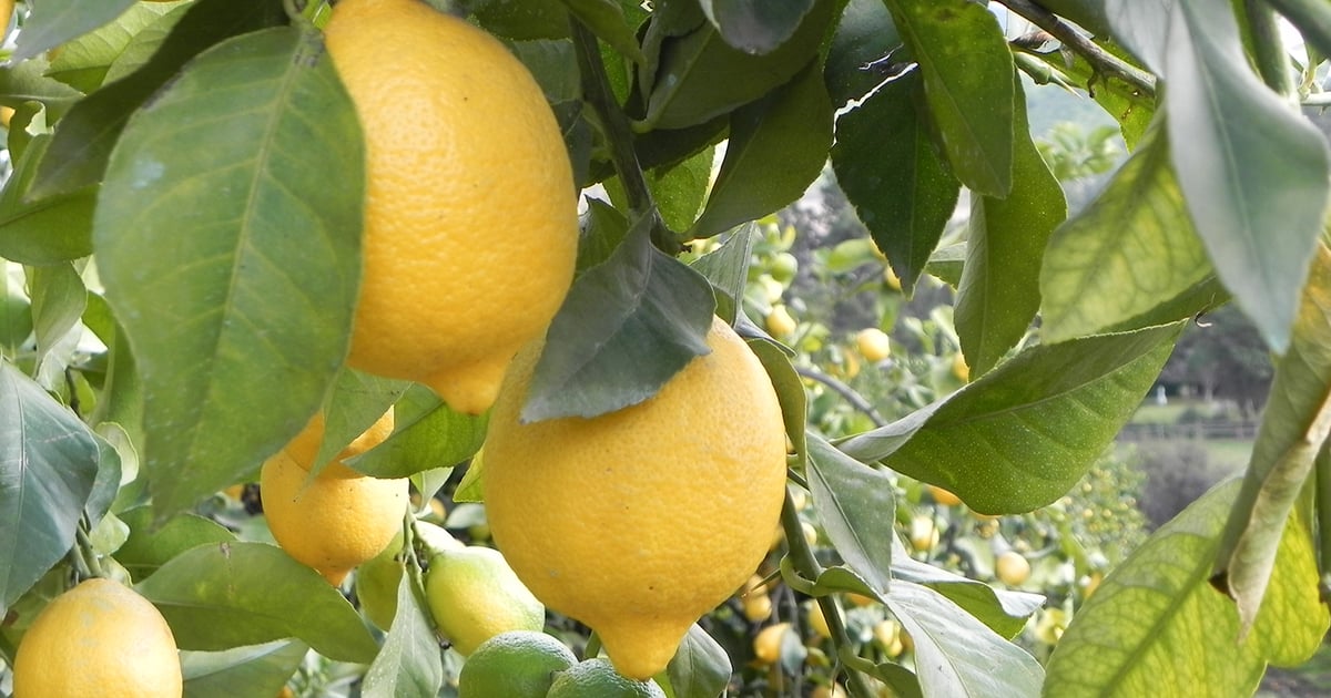 Beautiful lemons from a bountiful place