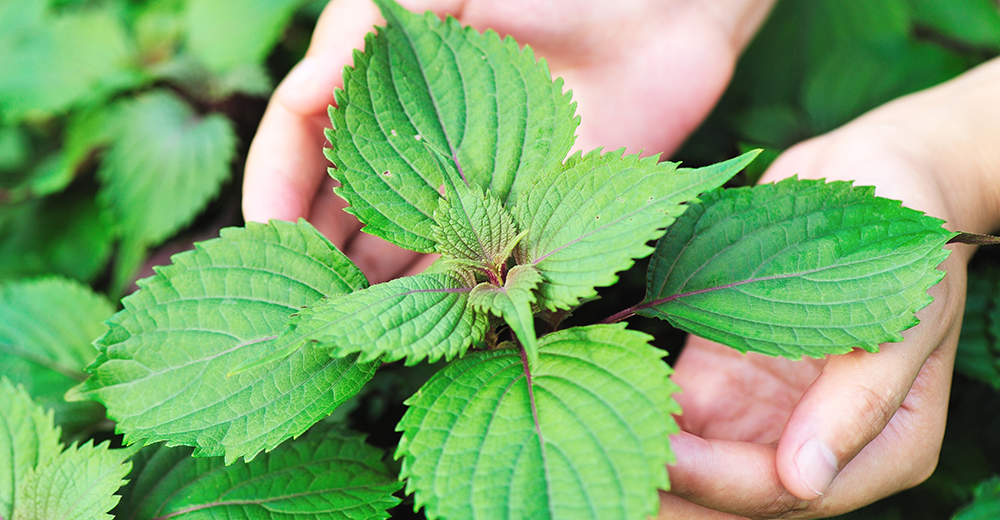 Flavor of the Week: Shiso, mint’s East Asian cousin