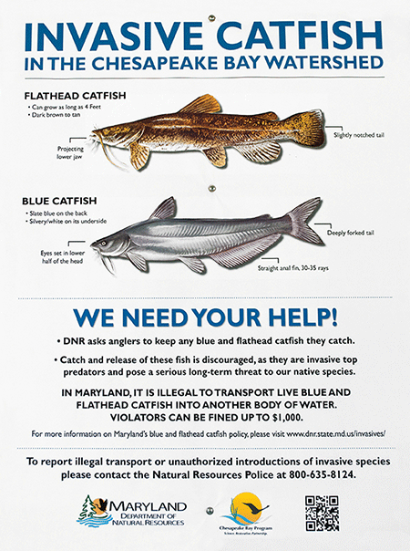 What to do with invasive species? Put ‘em on the menu.