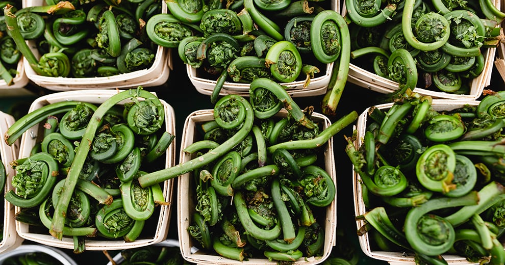 Flavor of the Week: Fiddlehead Fern – the eye-catching vegetable