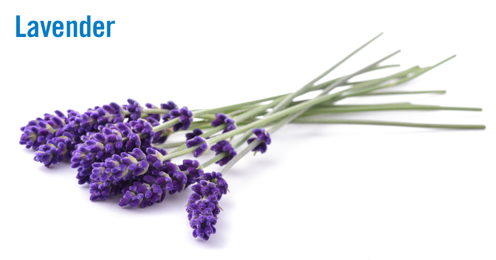 Flavor of the Week: Lavender blossoms past sweet into savory