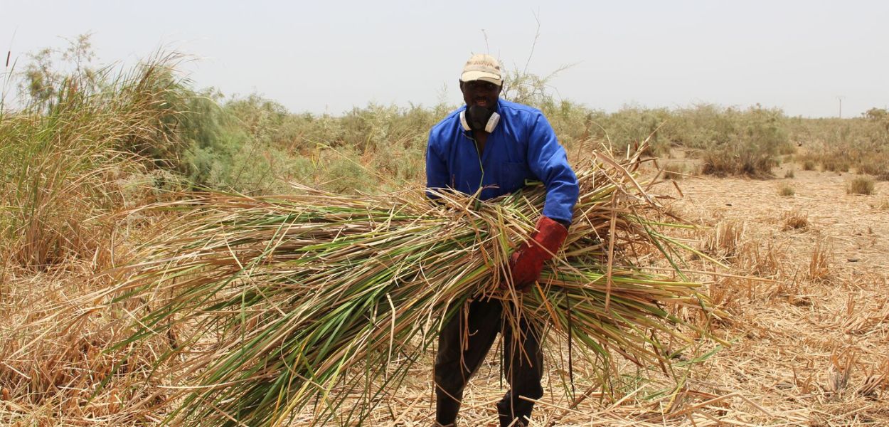 Linking conservation and livelihoods