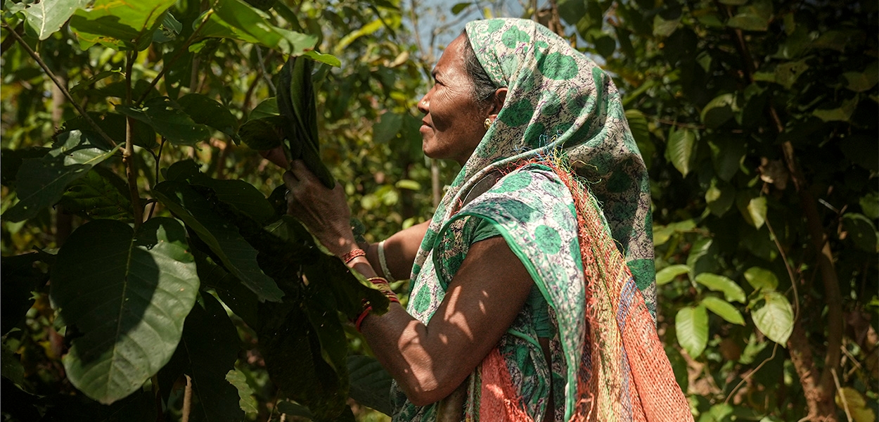 Odisha’s Generous Forest
