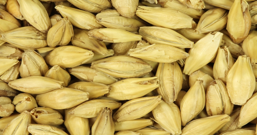 Malt Products Corp. Adds Next-Gen Brewing System