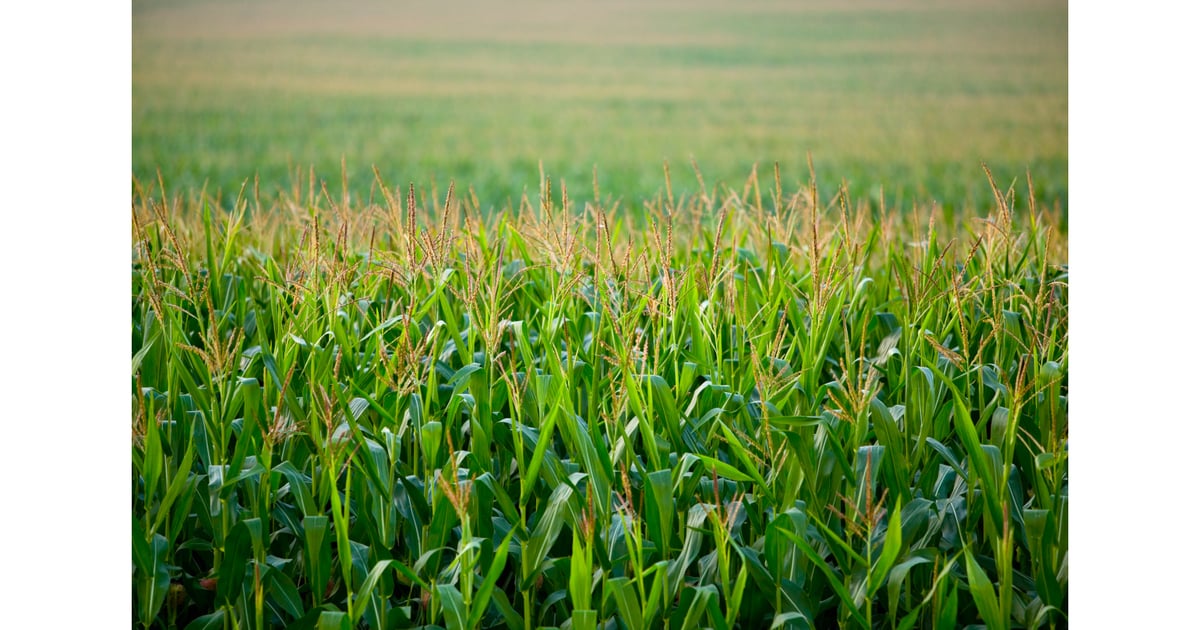 Dow and New Energy Blue Collaborate on Renewable Plastics