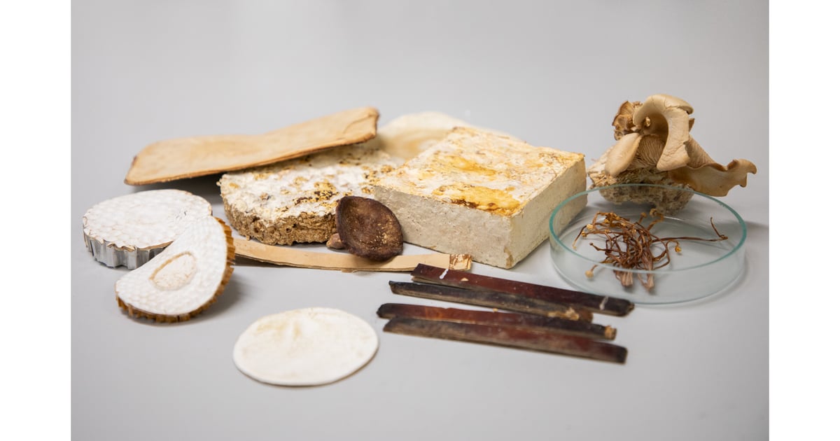 Is Fungi the New Fireproof Building Material?