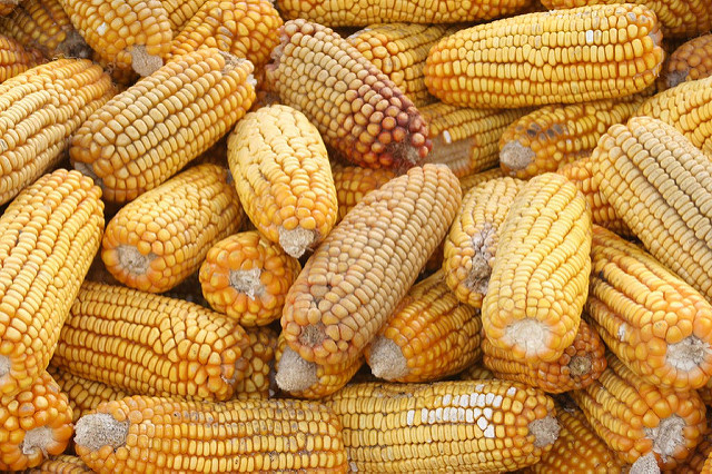 ADM Expanding Capacity at Turkey and Bulgaria Corn Sites