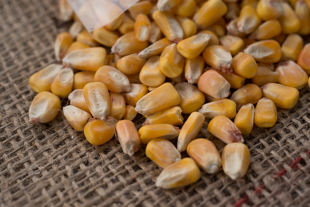 Cargill JV Opens New Corn Milling Plant in Saudi Arabia