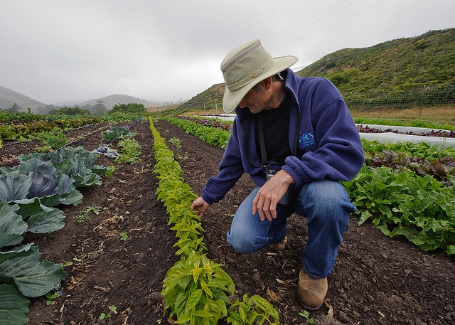 New USDA Effort Streamlines Crop Reporting Process