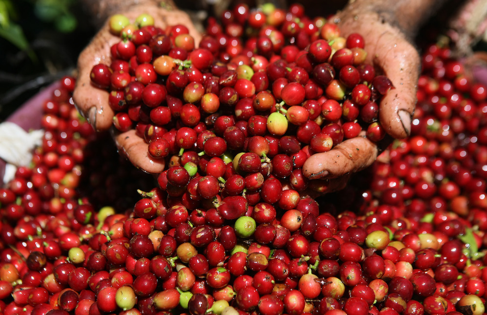 Nespresso Bringing Cuban Coffee Back to US Markets