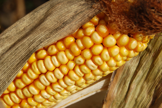 DuPont Partners with Evogene on Corn Seed Treatments