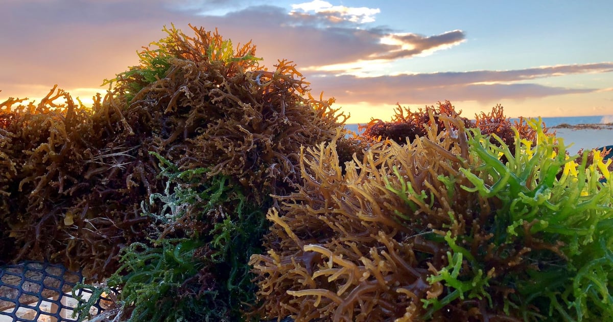 Cargill Introduces New Seaweed Powder Food Ingredient