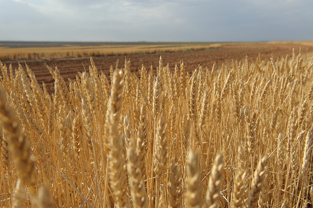 ADM Acquires Majority Stake in Israeli Grain Distributor