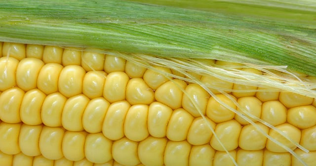 Icm The Andersons To Erect New Dry Mill Ethanol Plant